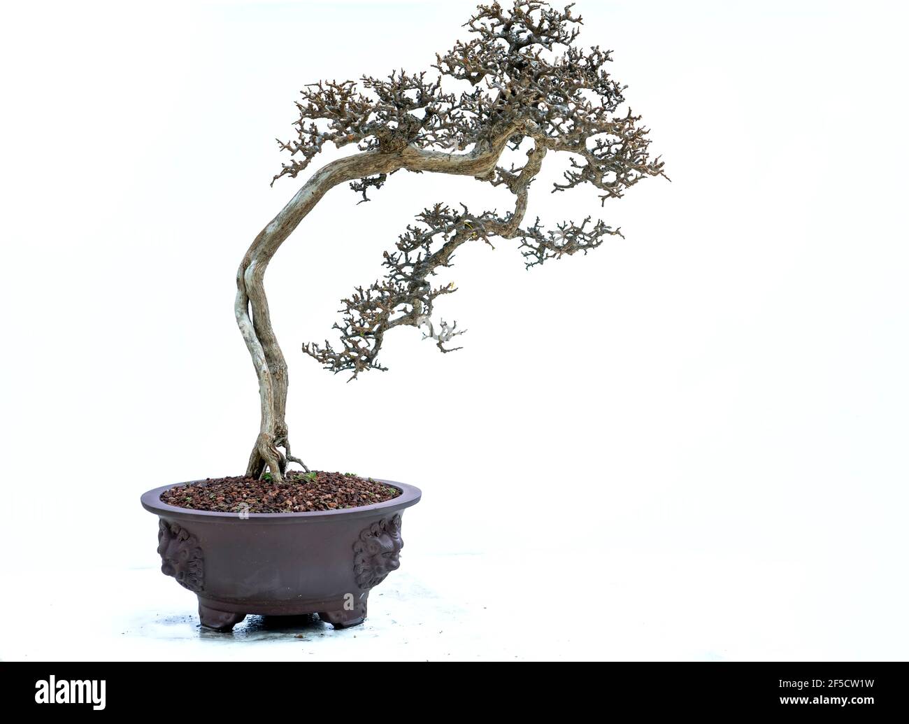Bonsai tree isolated on white background in a pot plant with many ...