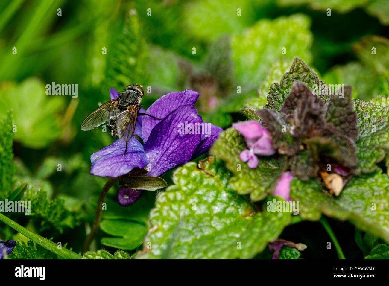 A fly on a flower Stock Photo - Alamy
