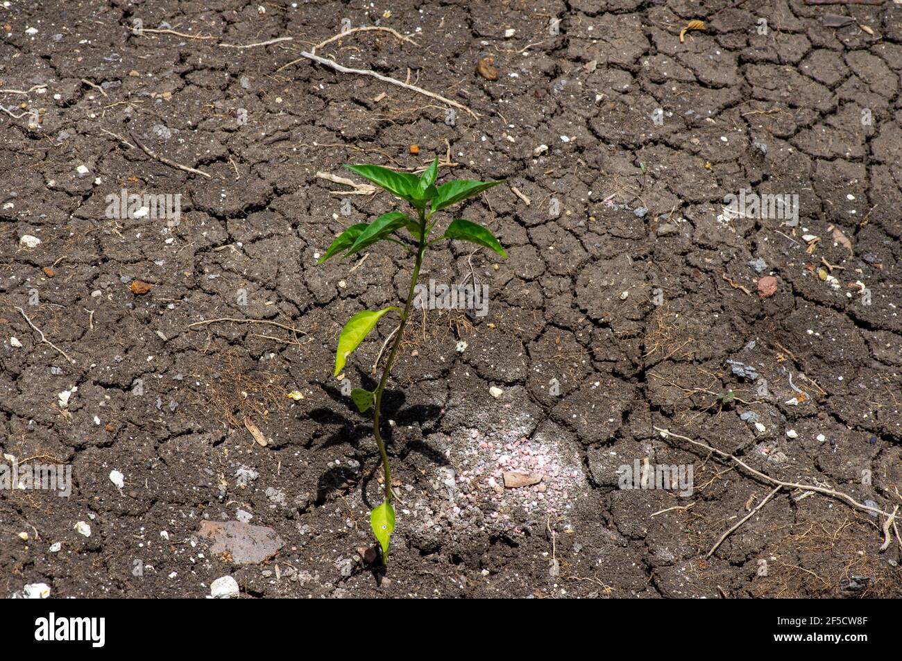 A chilli seedling in the dry mediterranean soil, in Gunung Kidul ...