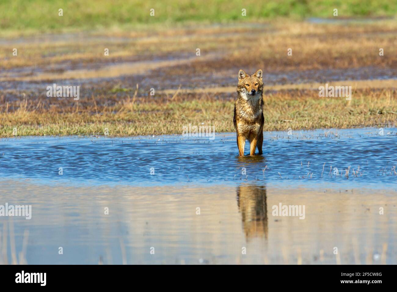 Golden Jackal (Canis aureus), also called the Asiatic, Oriental or ...