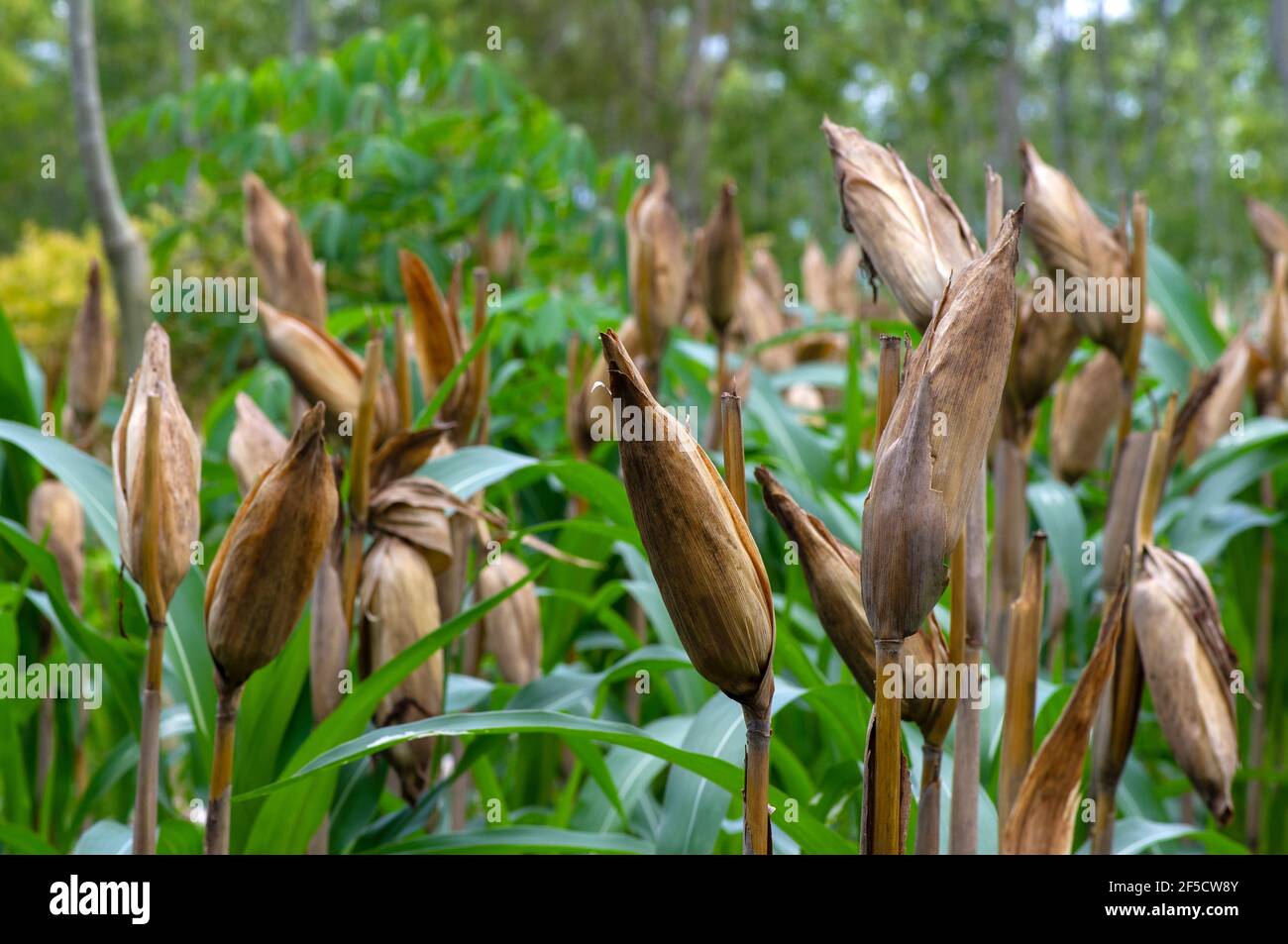 Dry and brown corn in the field, end of season Stock Photo - Alamy