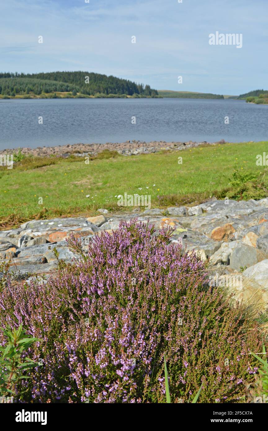 Wildflowers on shore of Llyn Alwen Reservoir, Wales Stock Photo - Alamy