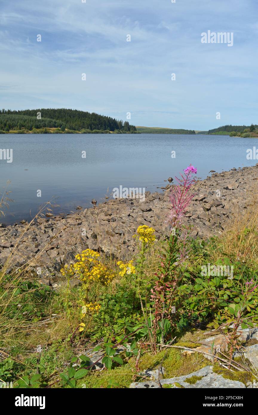 Wildflowers on shore of Llyn Alwen Reservoir, Wales Stock Photo - Alamy