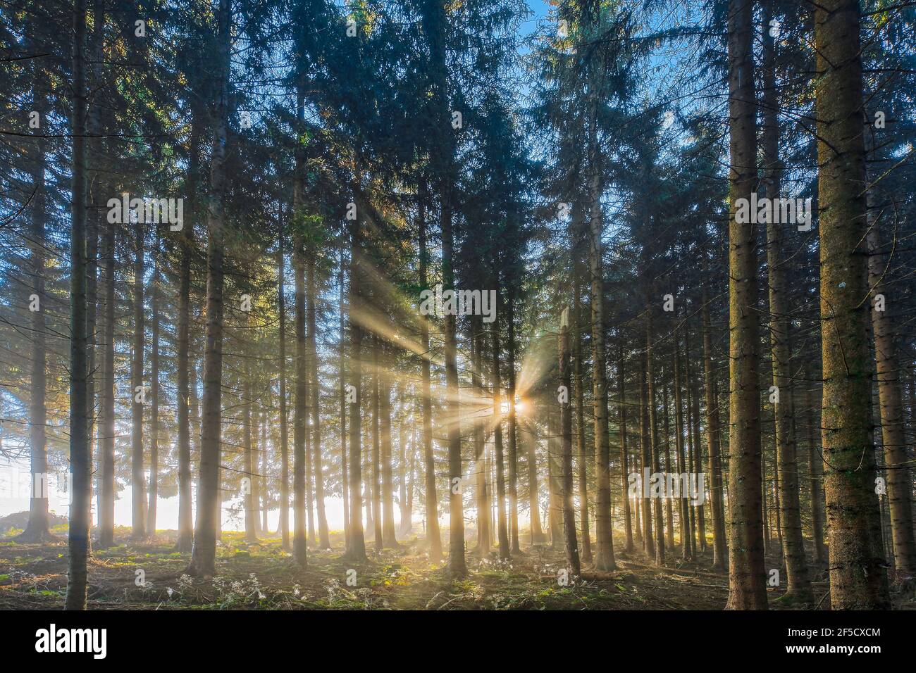 geography / travel, Switzerland, forest with wafts of mist, Schwyz ...