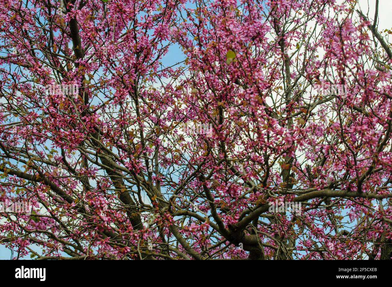 Flowering Judas Tree Cercis siliquastrum Photographed in Israel in ...