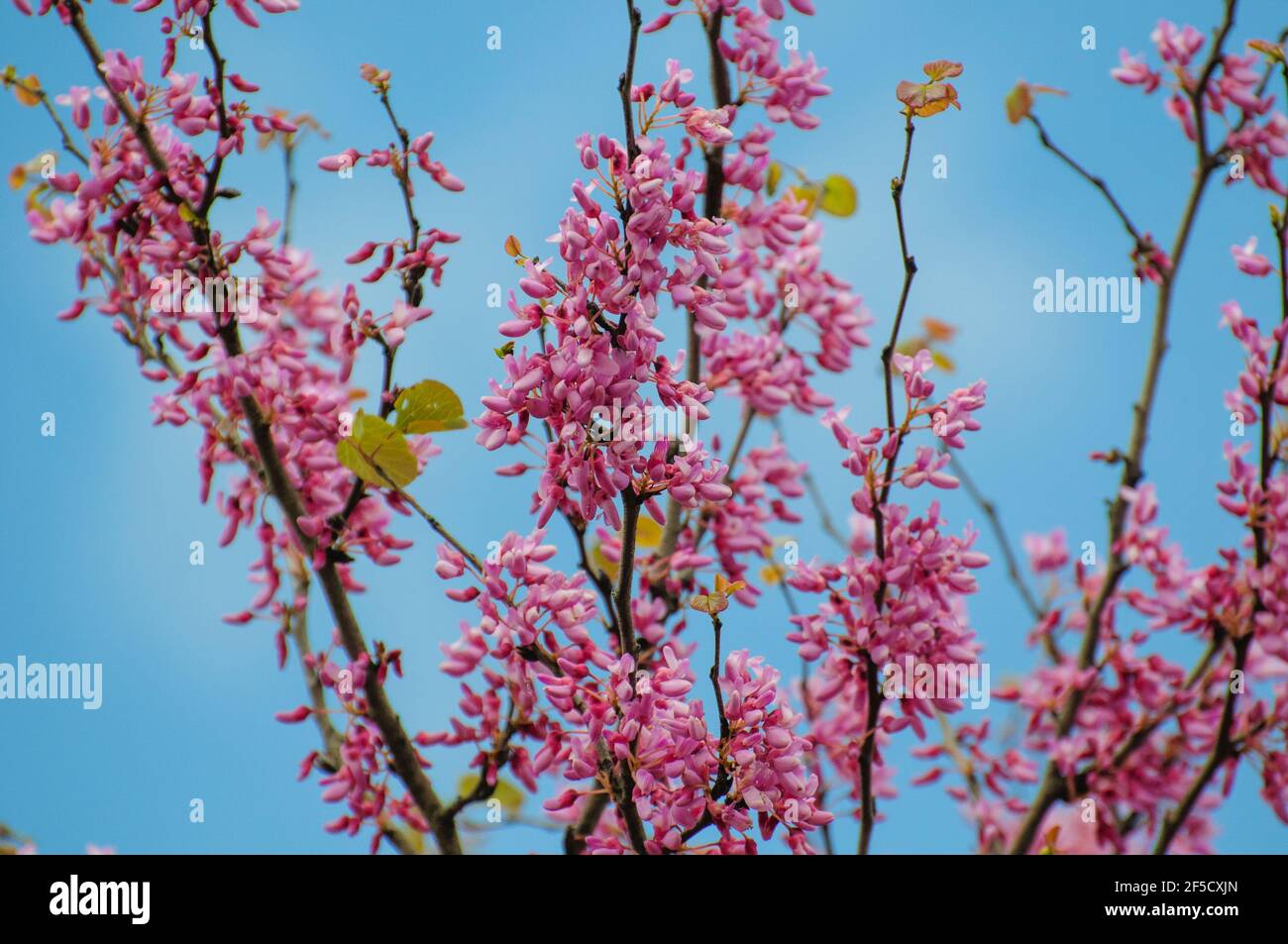 Flowering Judas Tree Cercis siliquastrum Photographed in Israel in ...