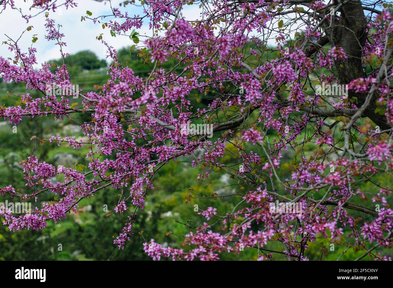 Flowering Judas Tree Cercis siliquastrum Photographed in Israel in ...