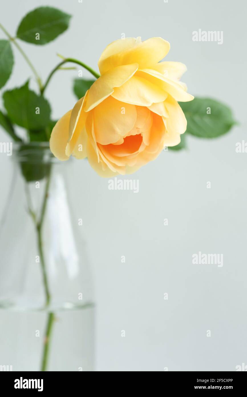 English yellow rose in glass vase against white background Stock Photo ...