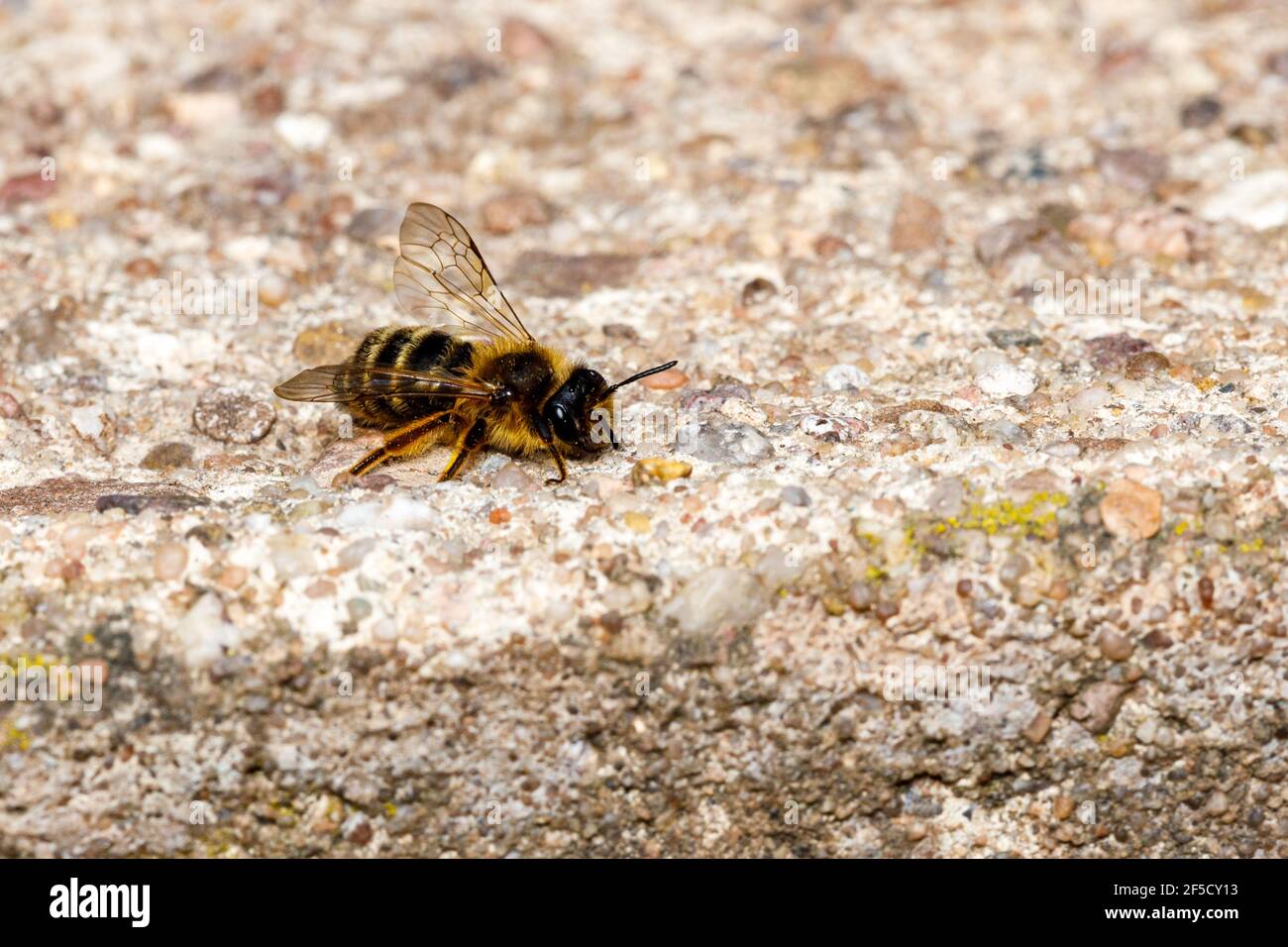 Honey color stone hi-res stock photography and images - Alamy