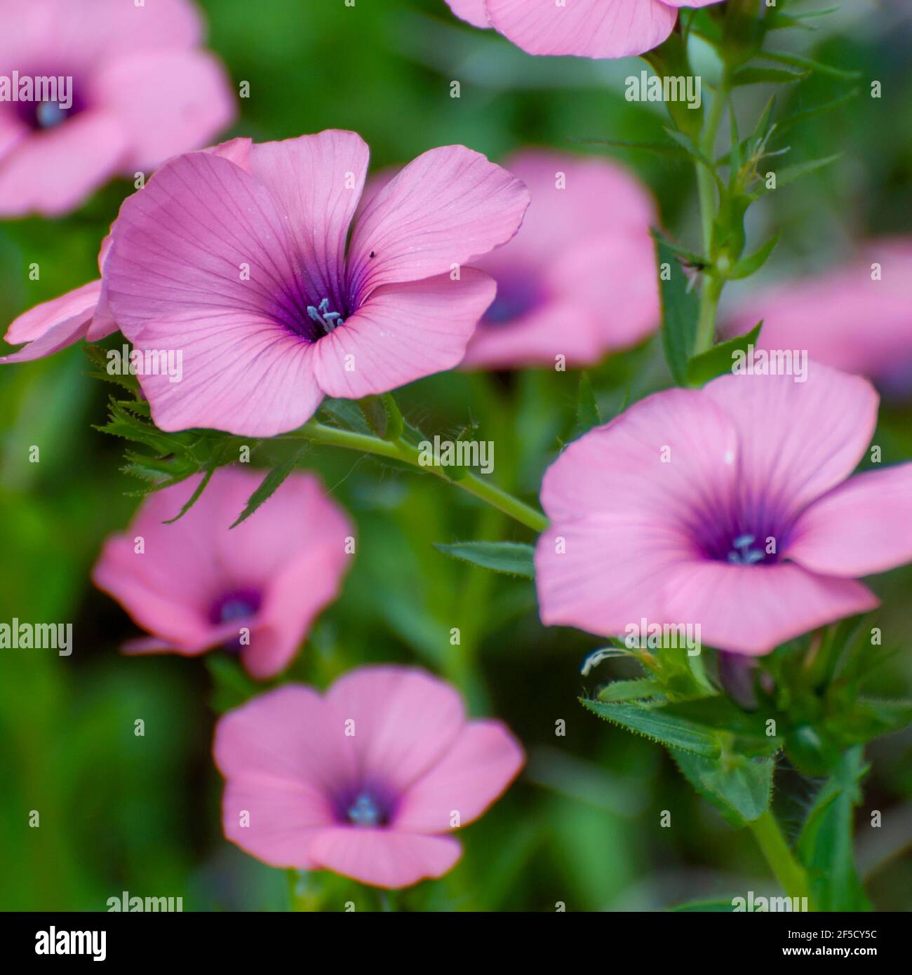 Linum pubescens, the hairy pink flax Stock Photo - Alamy