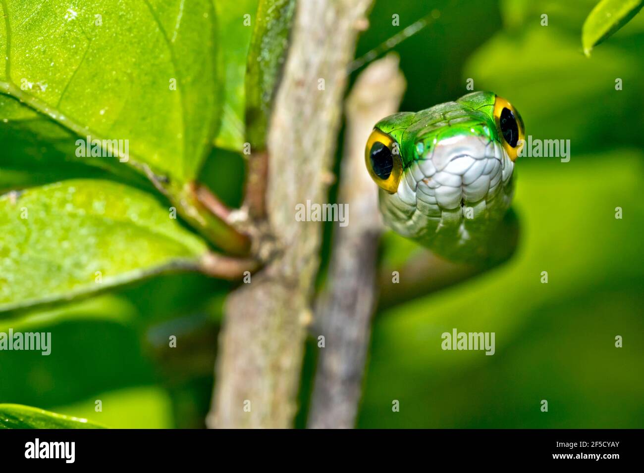 Parrot snake, Satiny Parrot Snake, Leptophis depressirostris, Tropical ...