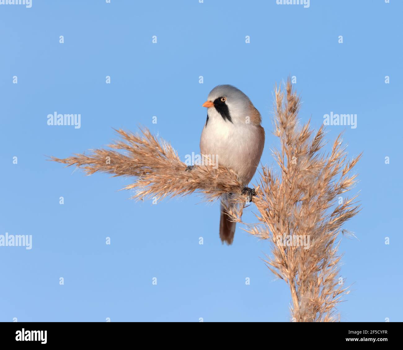 Bearded reed hi-res stock photography and images - Alamy
