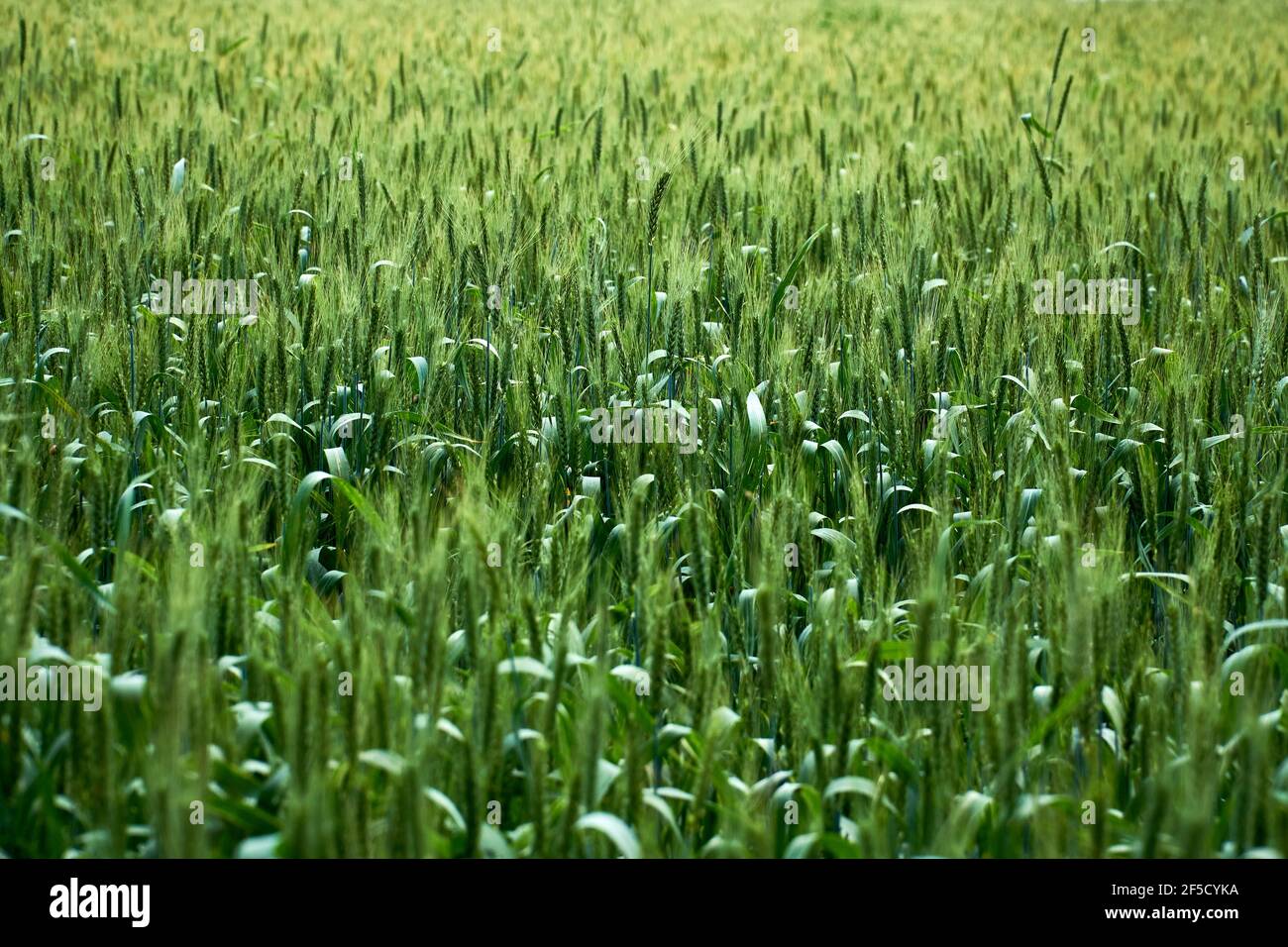 Grass wheat field hi-res stock photography and images - Alamy