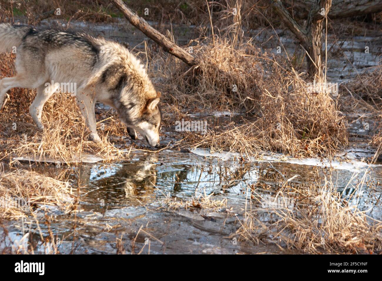 Wolf drinking from river hi-res stock photography and images - Alamy