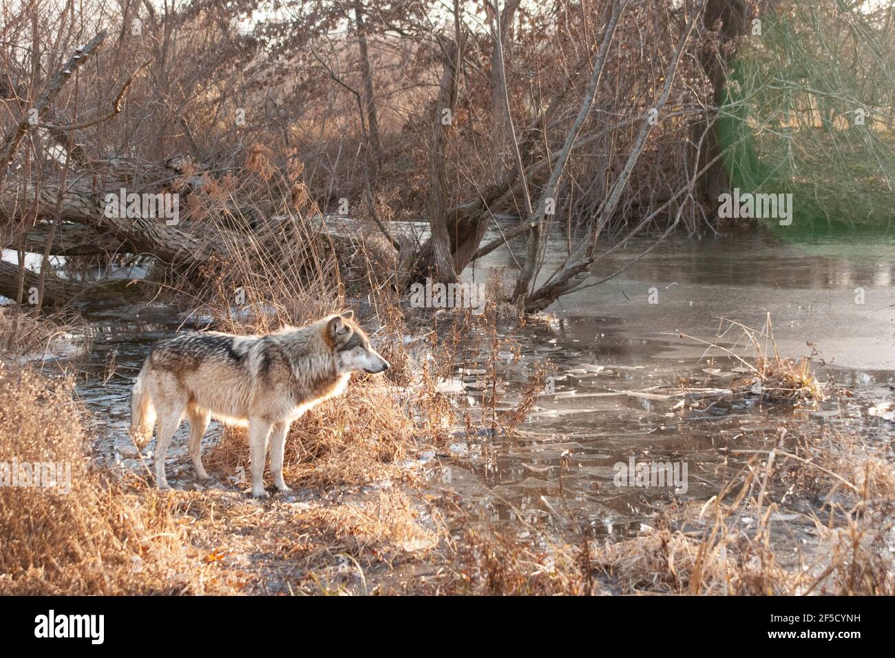 Closeup shot of a lone wolf standing in the forest near the river Stock ...