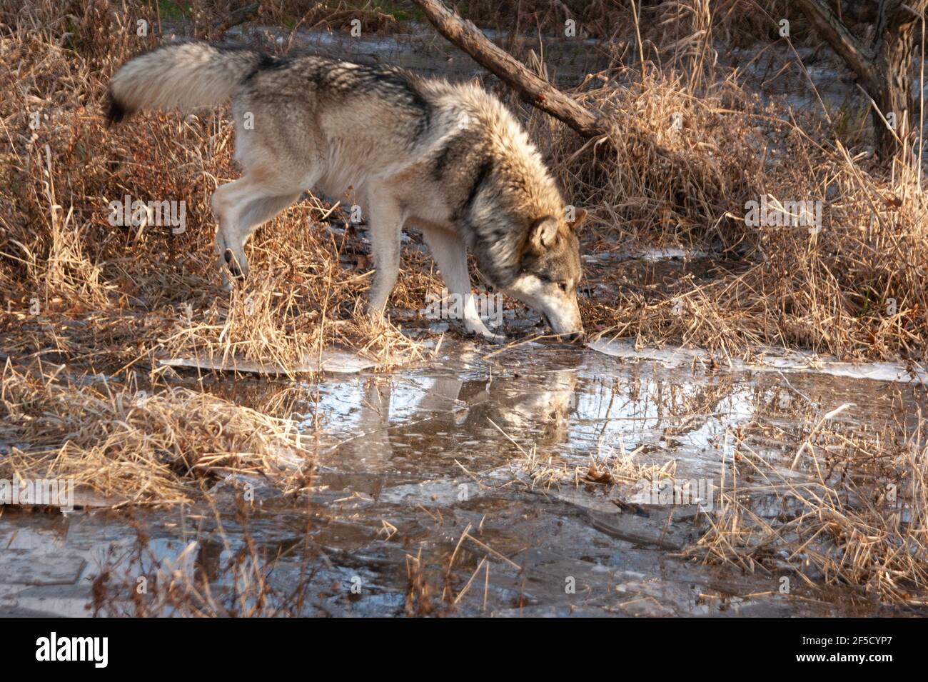 Wolf drinking from river hi-res stock photography and images - Alamy
