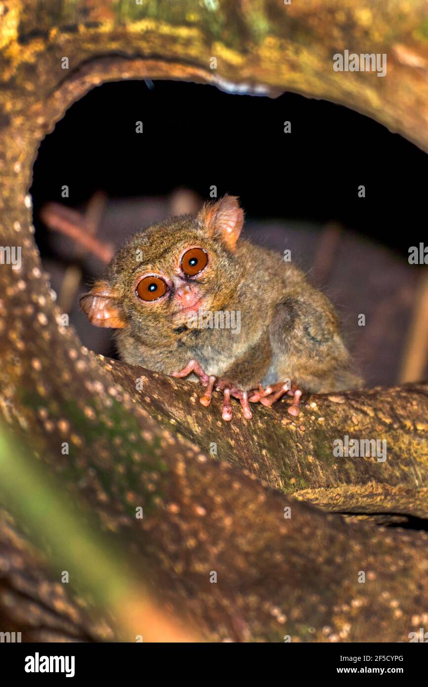 Tarsier, Spectral Tarsier, Tarsius tarsier, Tangkoko Nature Reserve ...