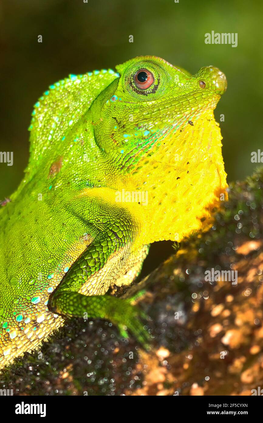 Hump-nosed Lizard, Lyriocephalus scutatus, Sinharaja National Park Rain ...