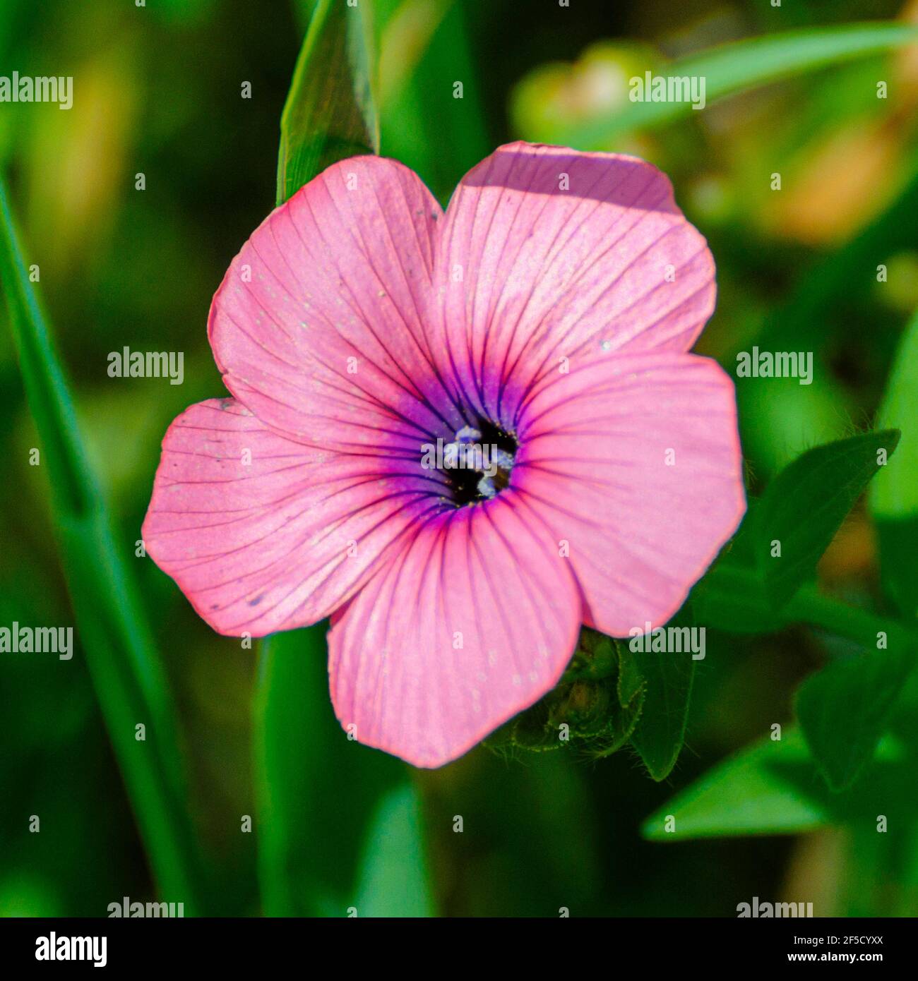 Linum pubescens, the hairy pink flax, is an herbaceous flowering plant ...