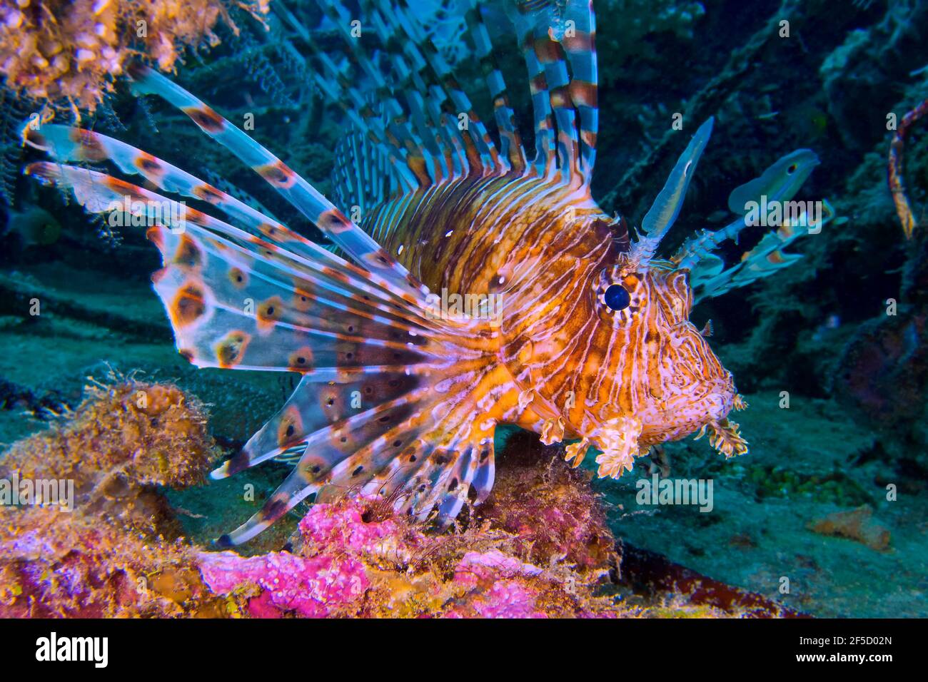 Red Lionfish, Pterois volitans, South Male Atoll, Maldives, Indian ...