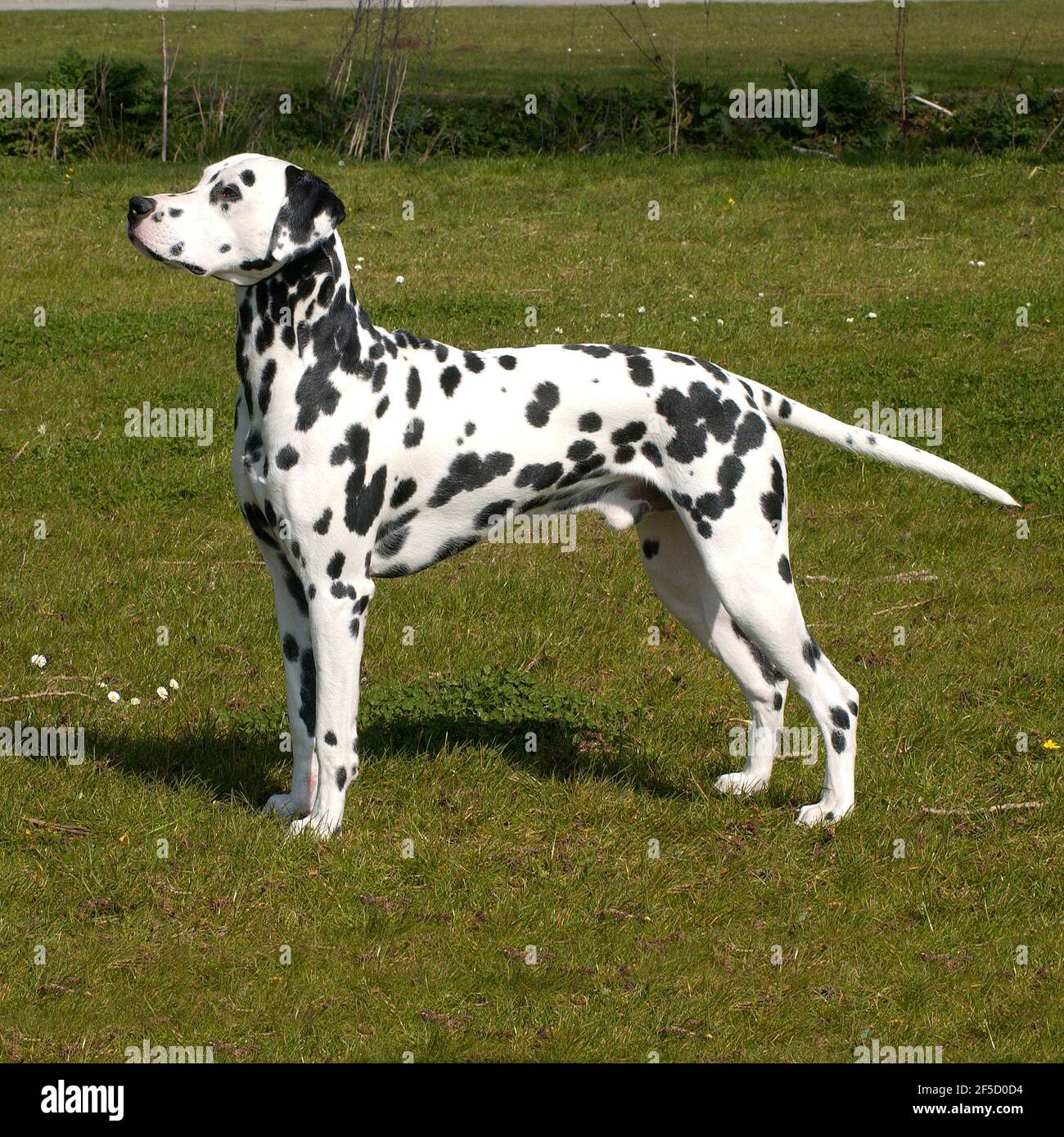 Side view dalmation hi-res stock photography and images - Alamy