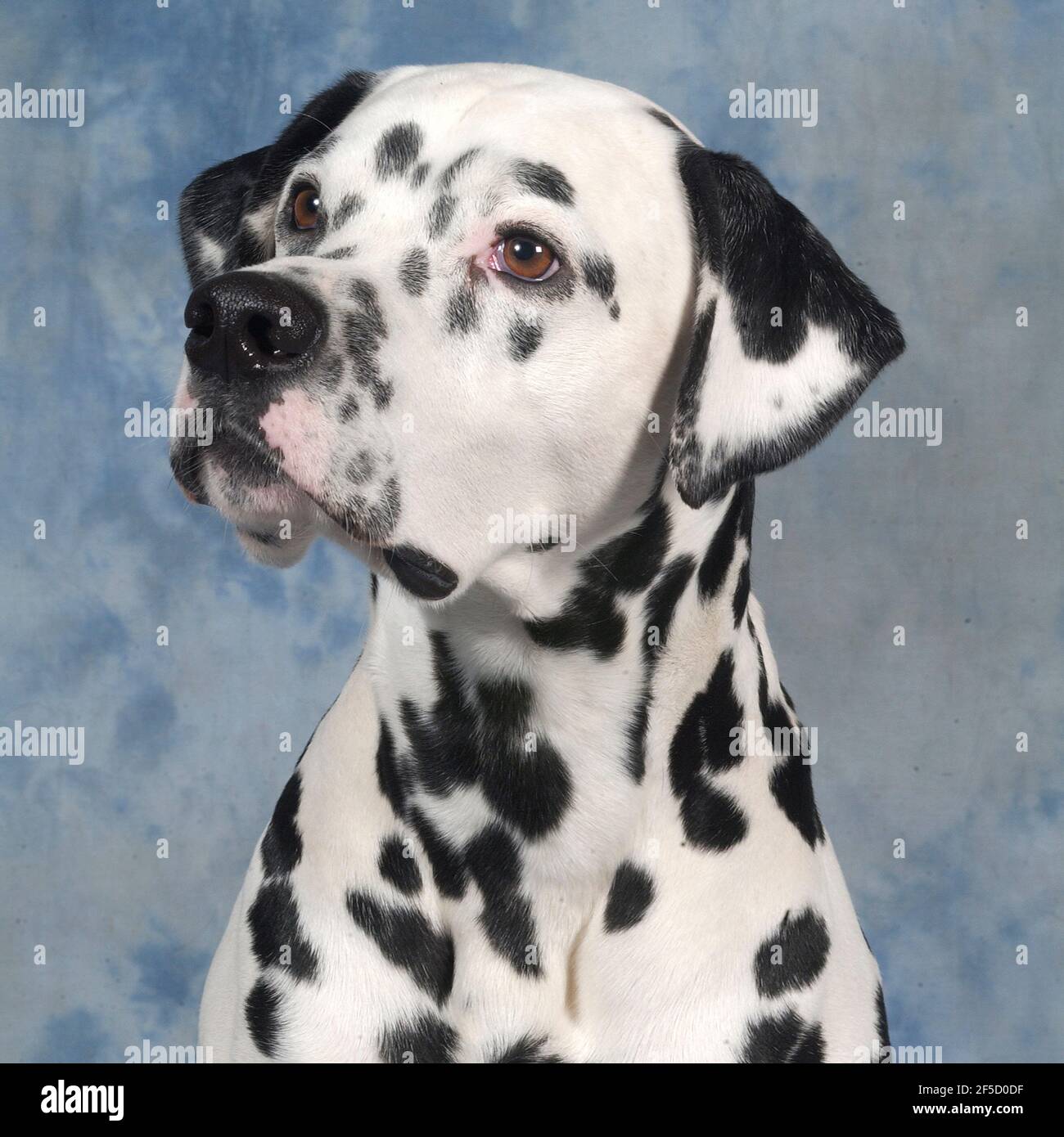 Dalmatian dog sitting looking down hi-res stock photography and images ...