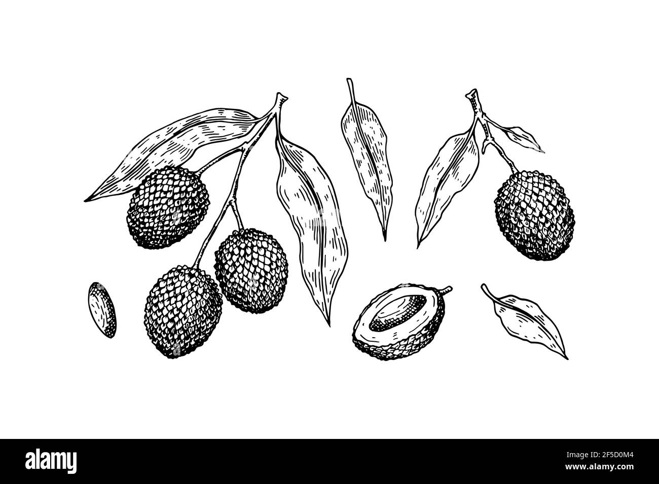 Set of hand drawn lychee fruits isolated on white background. Vector ...