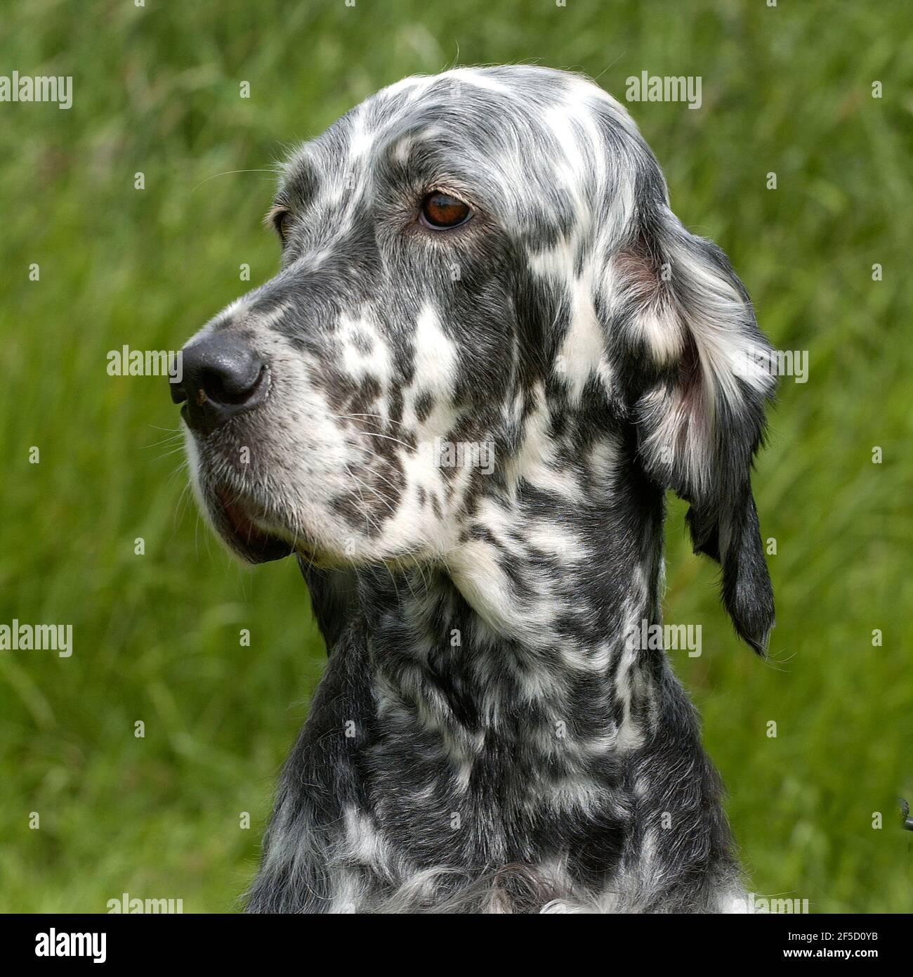 Blue belton hi-res stock photography and images - Alamy