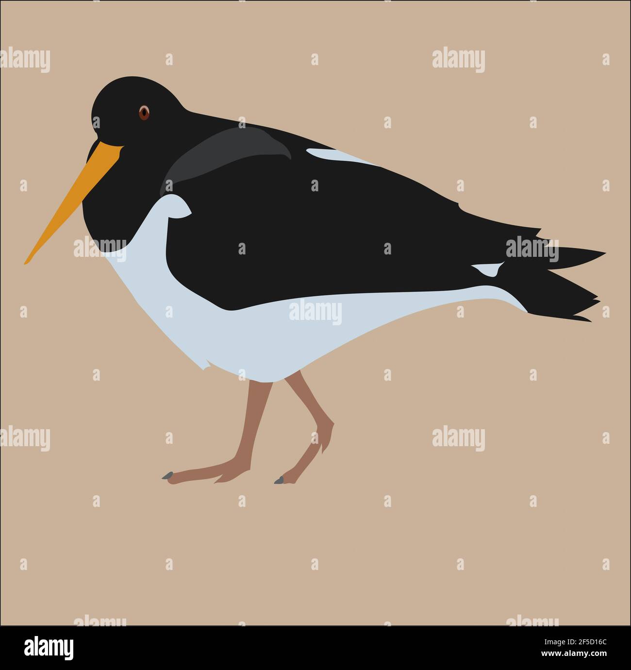 A graphical representation of an Oystercatcher for use as web ...