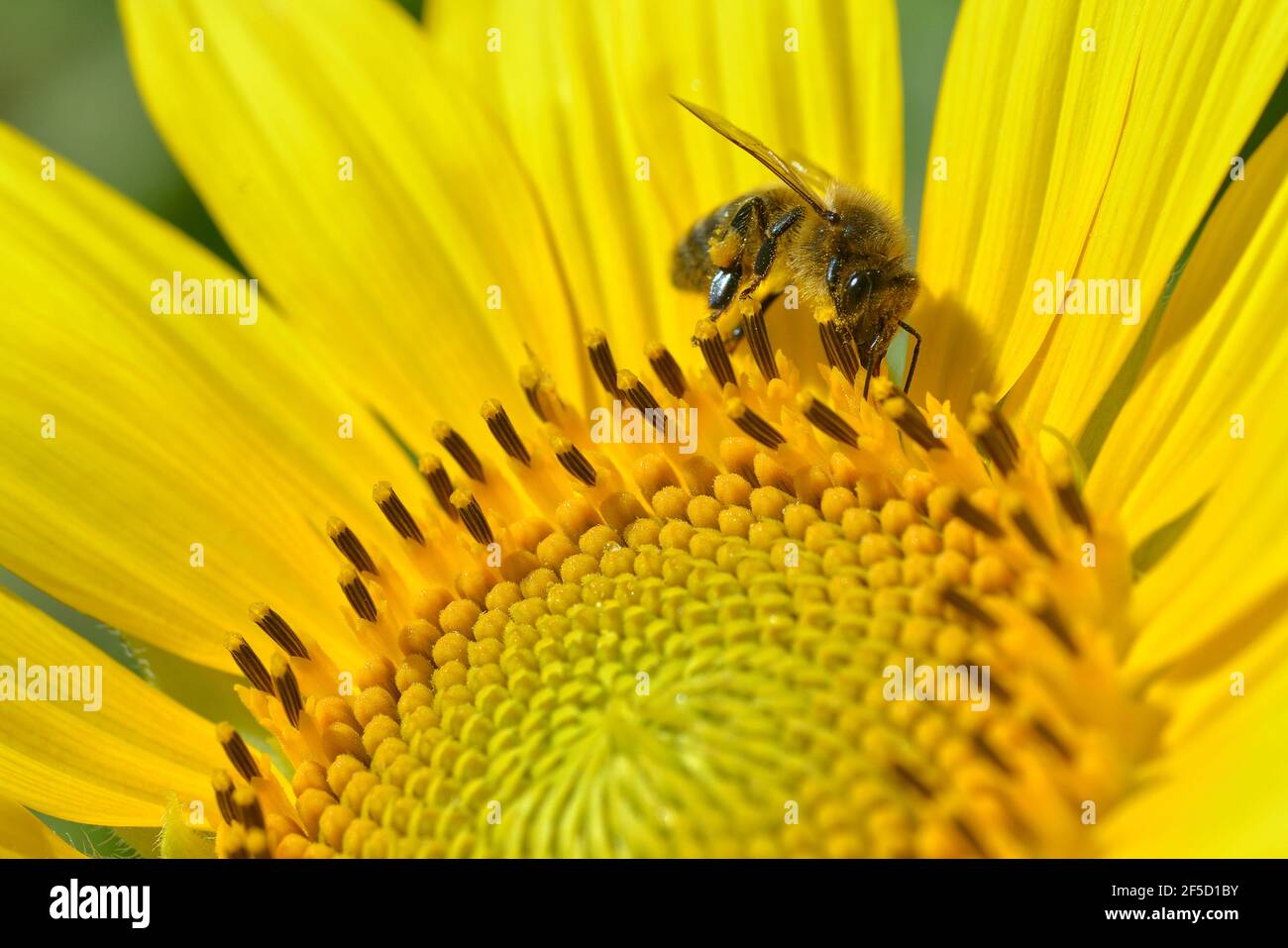 Nectar feeding insect hi-res stock photography and images - Alamy