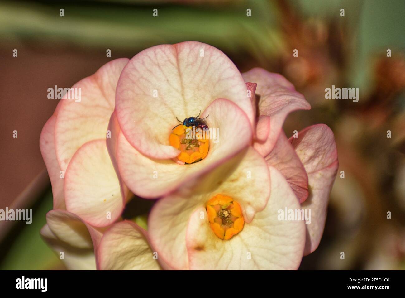 Christ thorn hi-res stock photography and images - Alamy