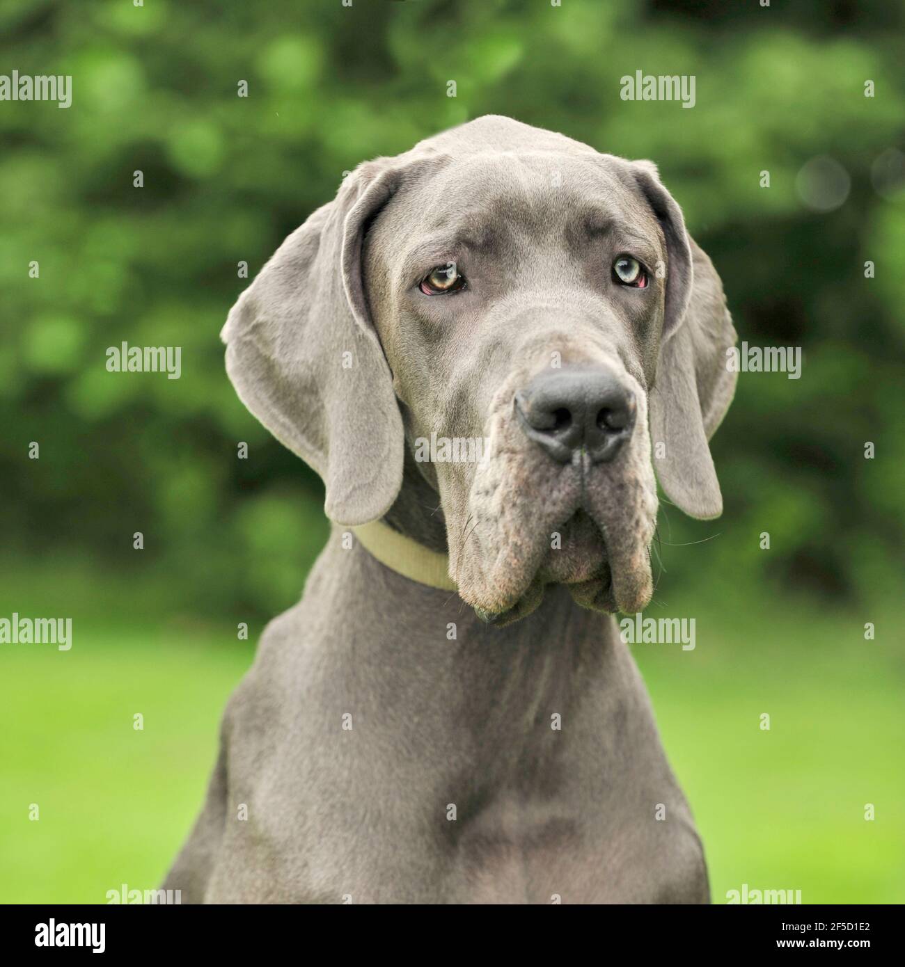 Blue great dane hi-res stock photography and images - Alamy
