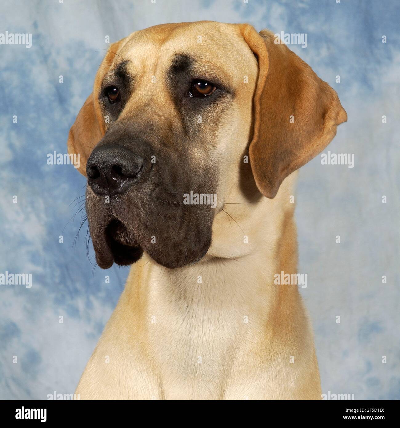 fawn great dane dog Stock Photo - Alamy