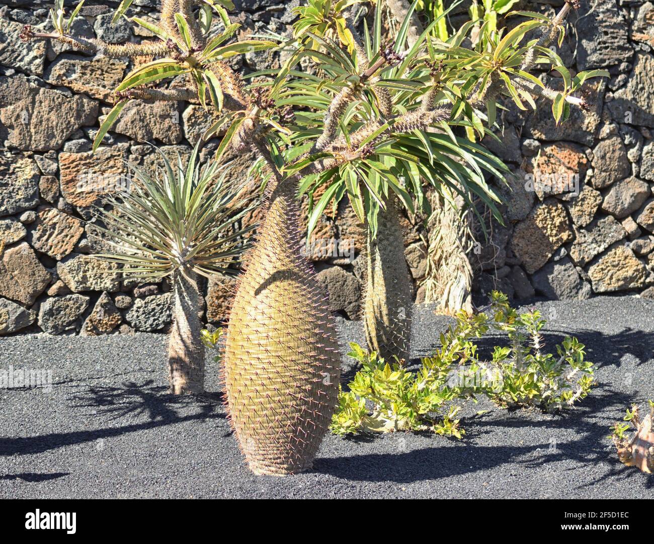 Spiny palm hi-res stock photography and images - Alamy