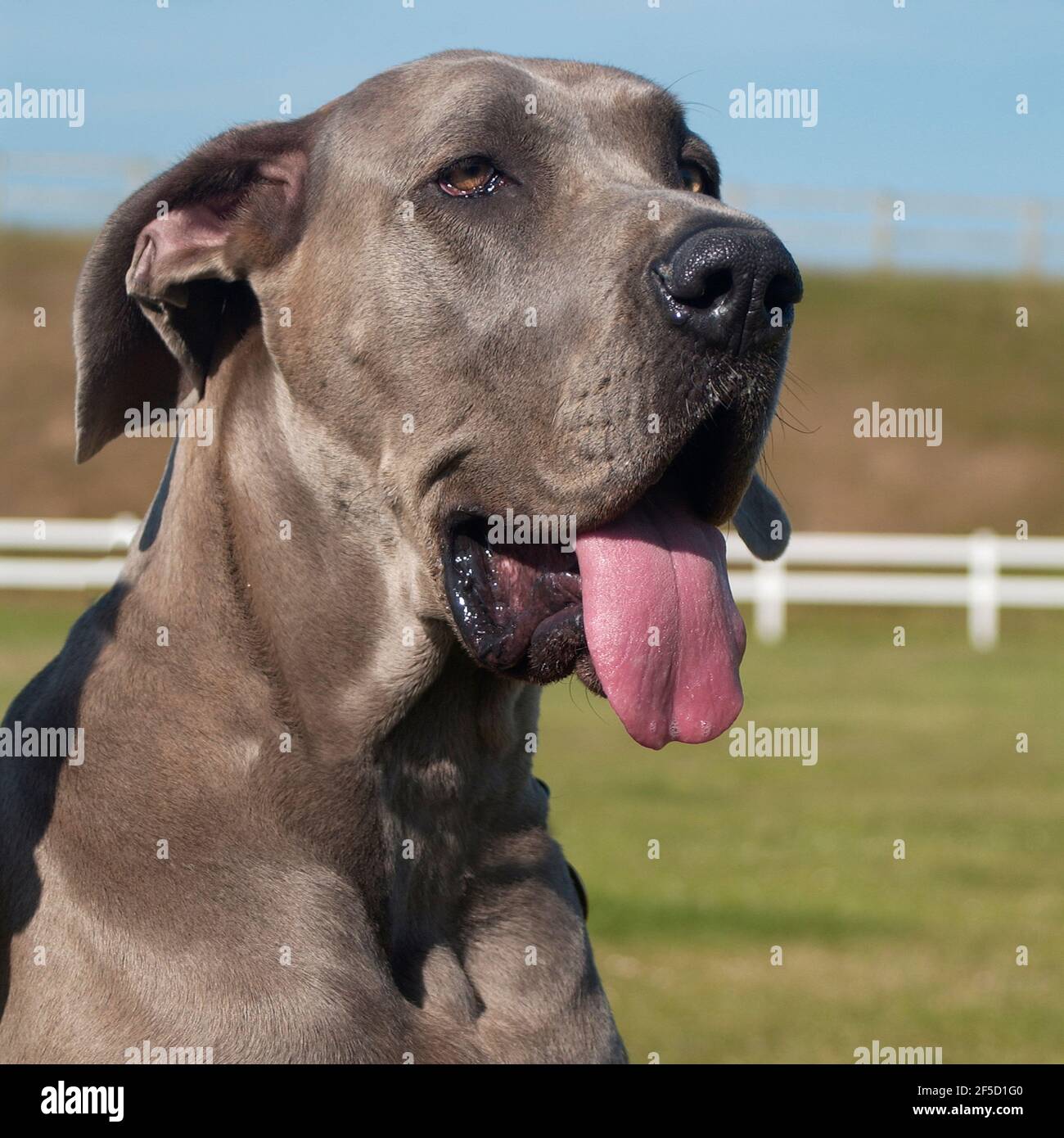 blue great dane dog Stock Photo - Alamy