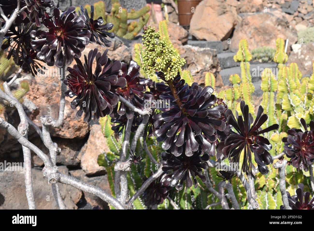 Aeonium arboreum atropurpureum, Tree houseleek Stock Photo - Alamy