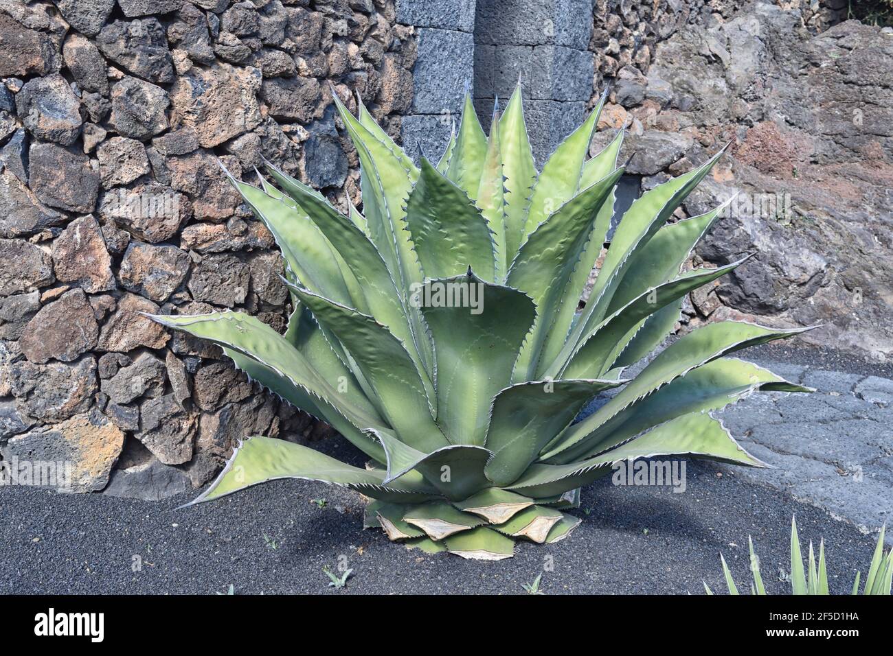 Native to Baja California Sur, Mexico. Agave gigantensis is both good ...