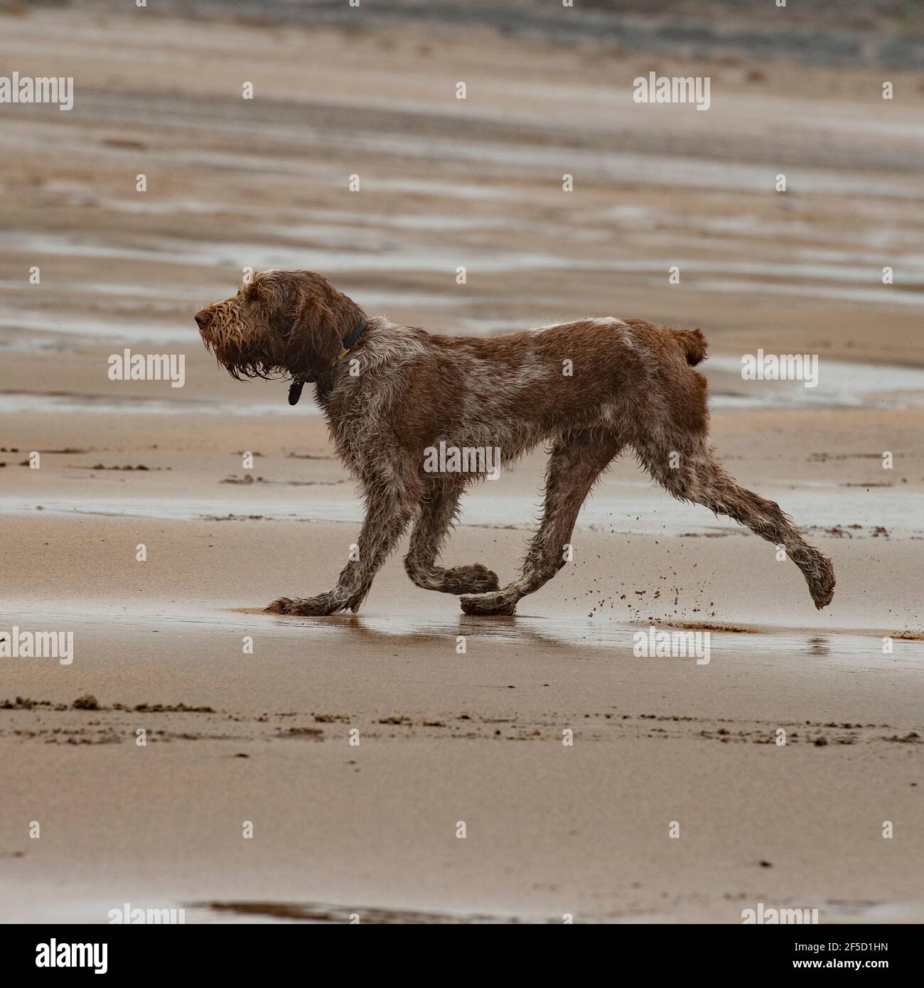 Spinone hi-res stock photography and images - Alamy
