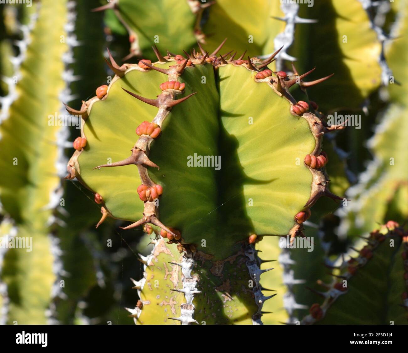 Native to the Canary Islands. Also called Hercules Club, Canary ...