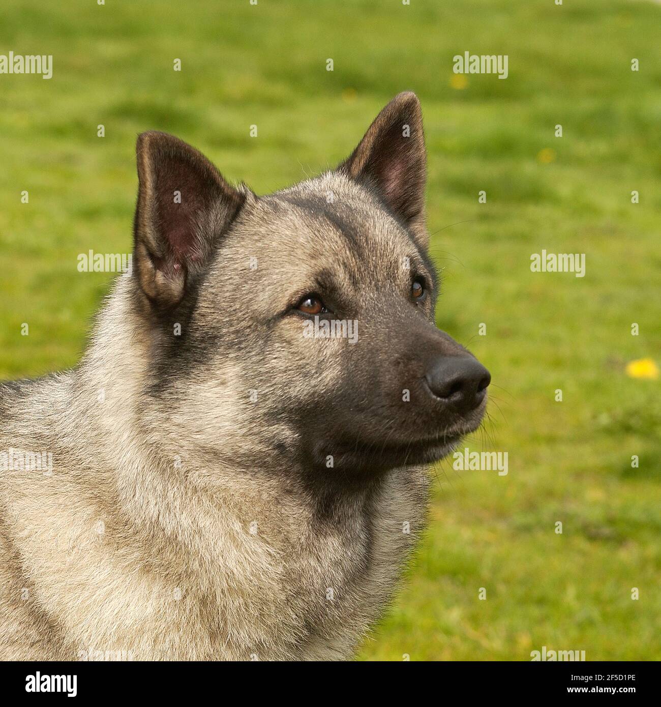 Norwegian Elkhound dog Stock Photo - Alamy