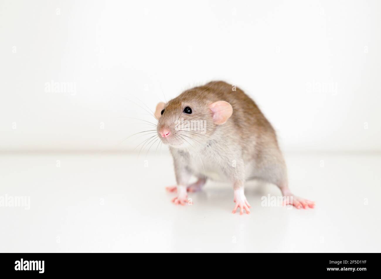 cute pet fluffy rat with brown beige fur on a white background Stock ...