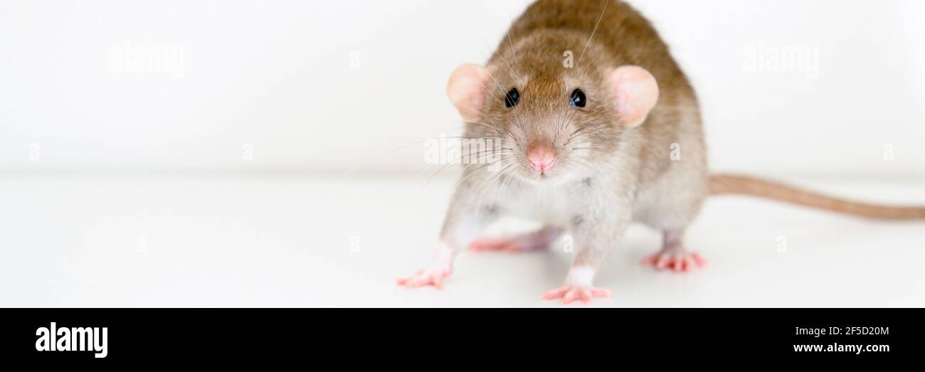 cute pet fluffy rat with brown beige fur on a white background. banner ...