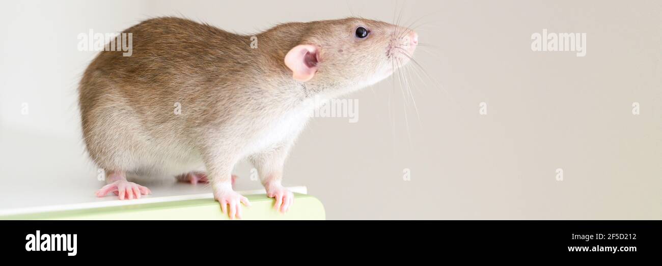 cute pet fluffy rat with brown beige fur on a white background. banner ...