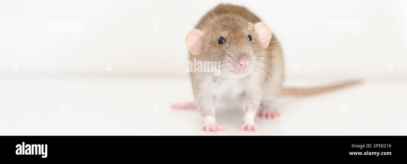 cute pet fluffy rat with brown beige fur on a white background. banner ...