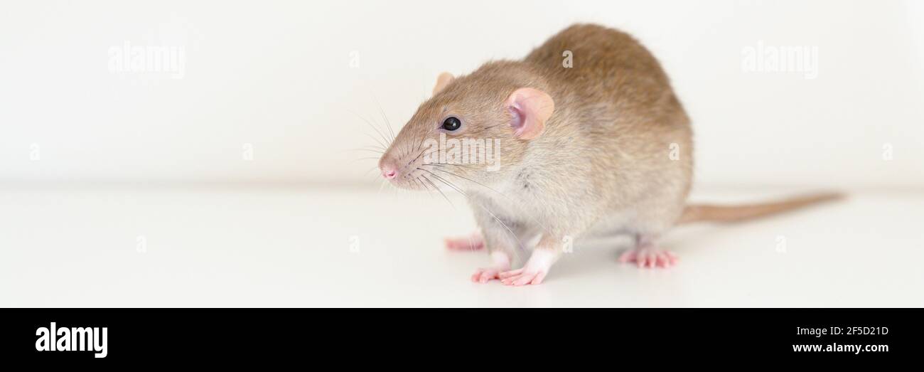 cute pet fluffy rat with brown beige fur on a white background. banner ...