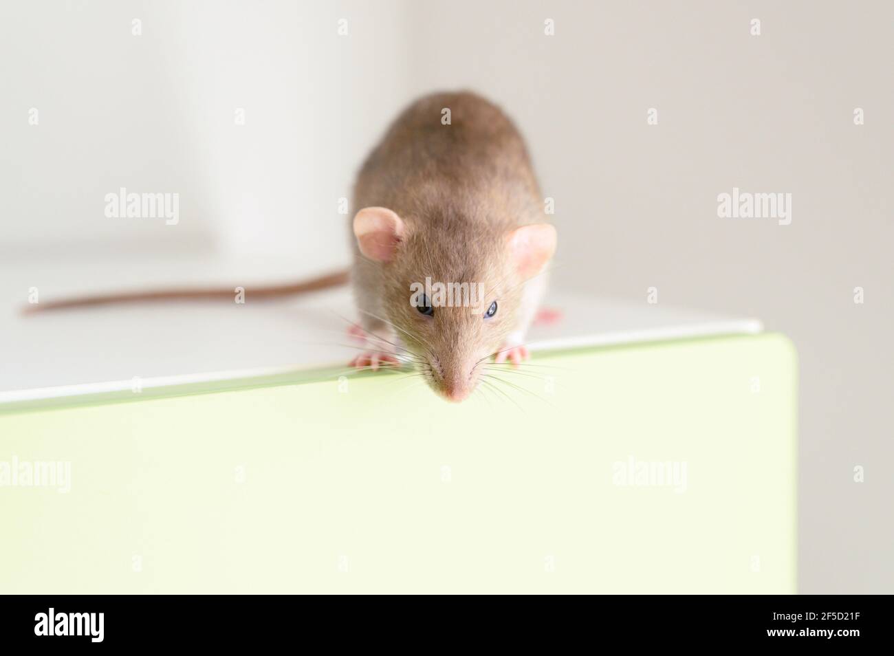 cute pet fluffy rat with brown beige fur on a white background Stock ...