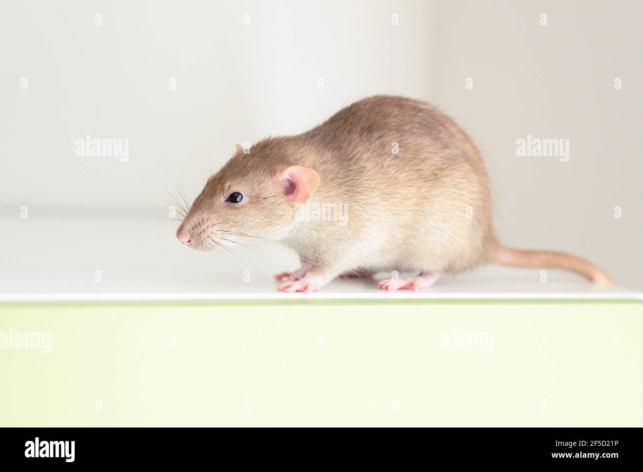 cute pet fluffy rat with brown beige fur on a white background Stock ...