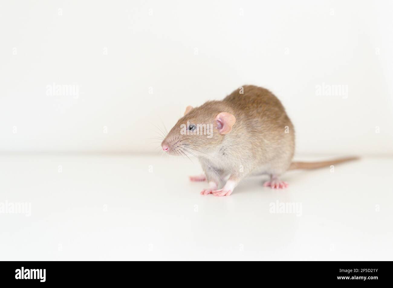 cute pet fluffy rat with brown beige fur on a white background Stock ...