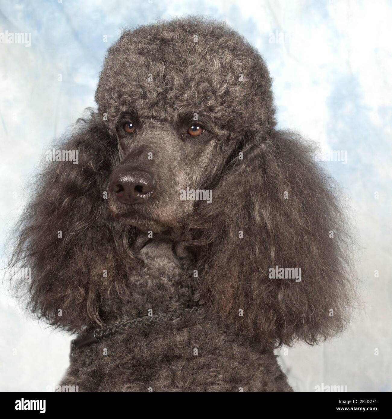 Standard profile hi-res stock photography and images - Alamy