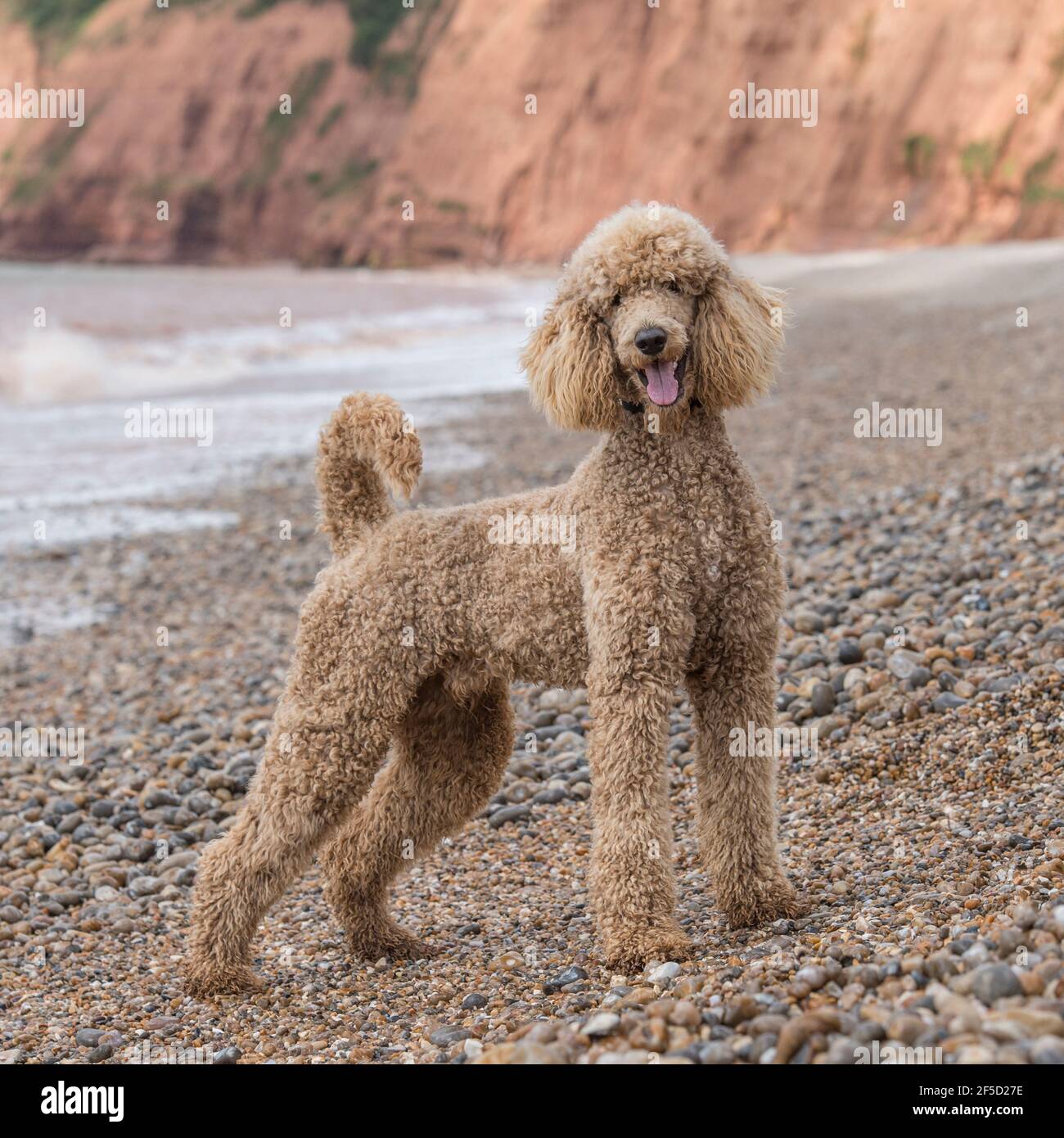Standard poodle outdoors hi-res stock photography and images - Alamy
